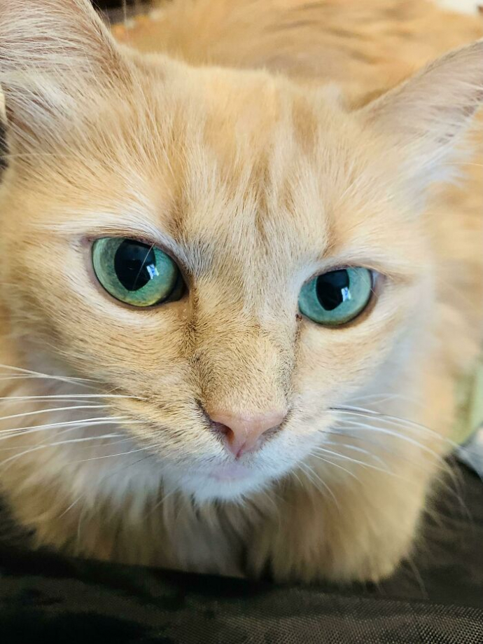 20 photos d'adorables chats roux qui se donnent des airs de fauves