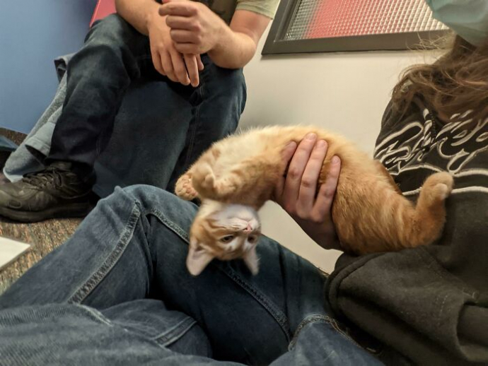 20 photos d'adorables chats roux qui se donnent des airs de fauves