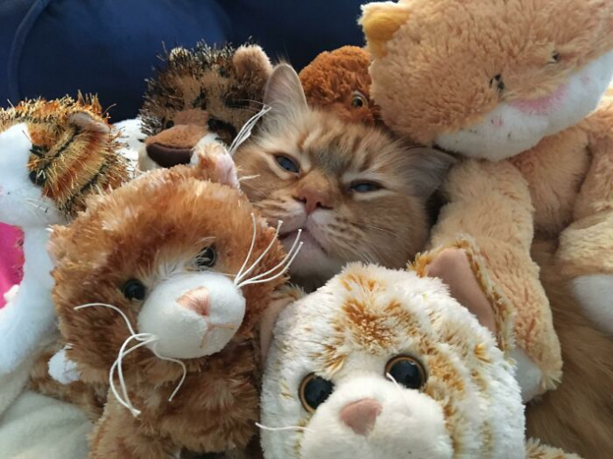 20 photos d'adorables chats roux qui se donnent des airs de fauves
