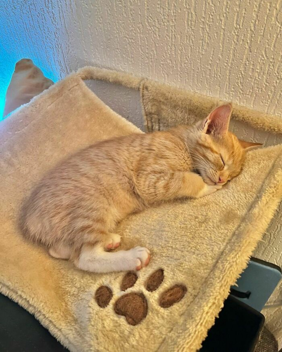 20 photos d'adorables chats roux qui se donnent des airs de fauves
