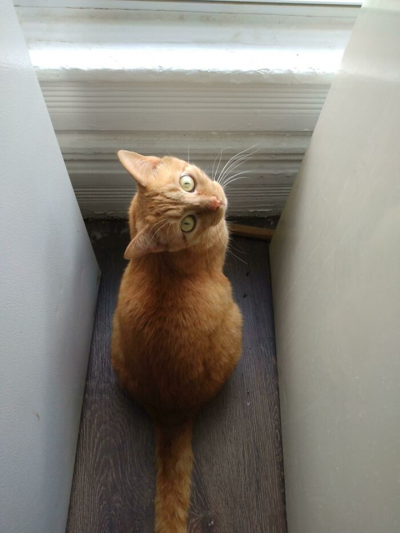 20 photos d'adorables chats roux qui se donnent des airs de fauves