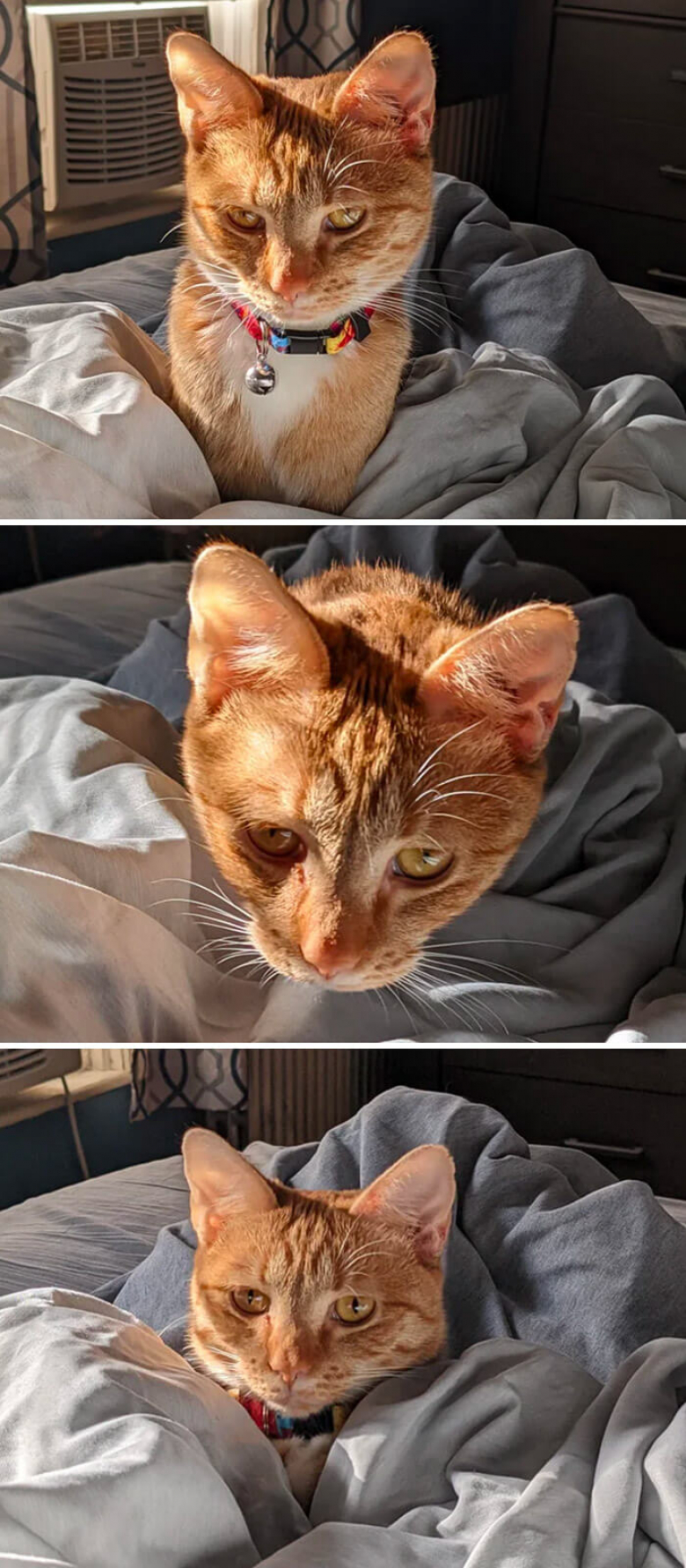 20 photos d'adorables chats roux qui se donnent des airs de fauves