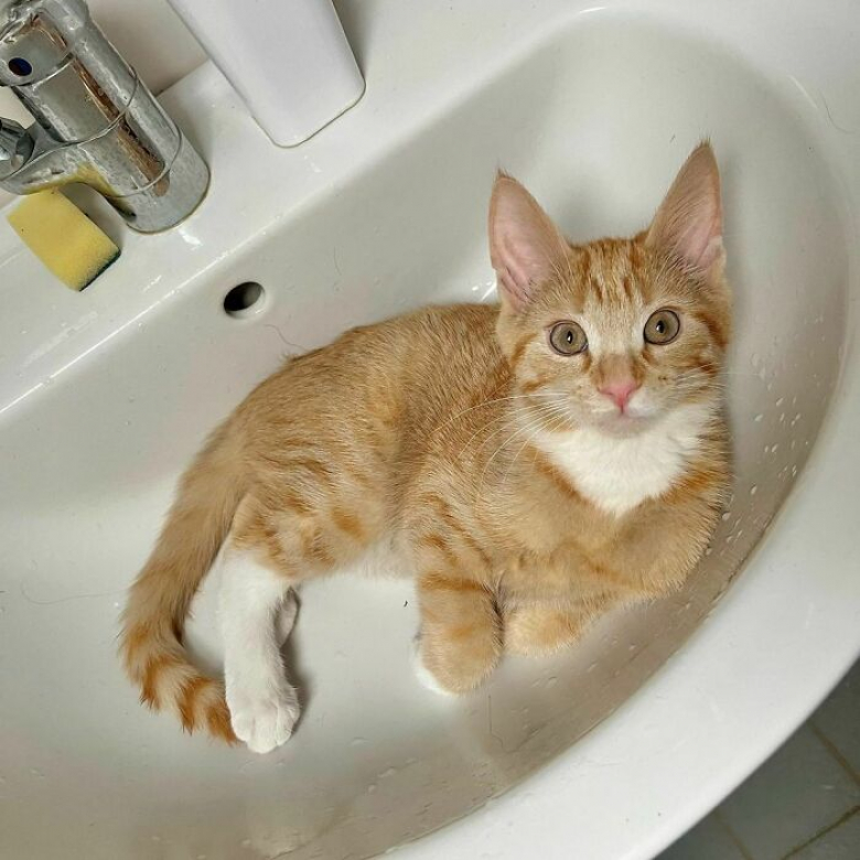 20 photos d'adorables chats roux qui se donnent des airs de fauves
