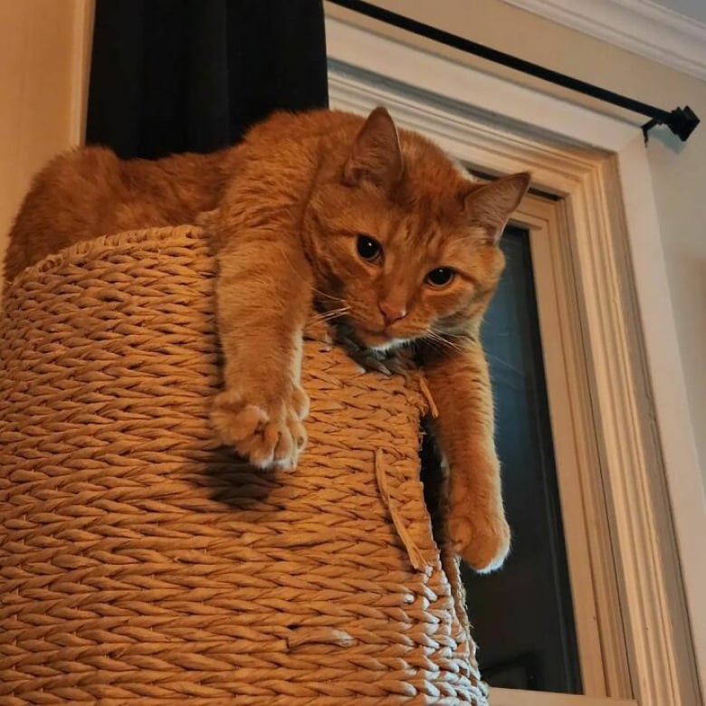 20 photos d'adorables chats roux qui se donnent des airs de fauves