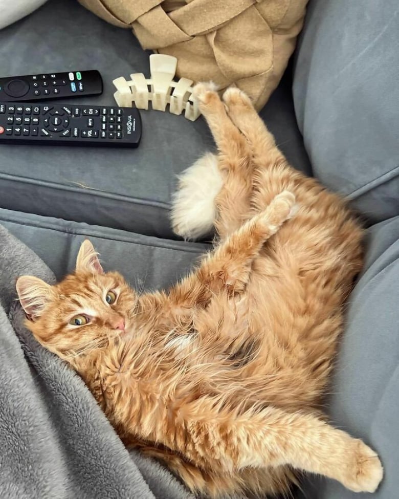 20 photos d'adorables chats roux qui se donnent des airs de fauves