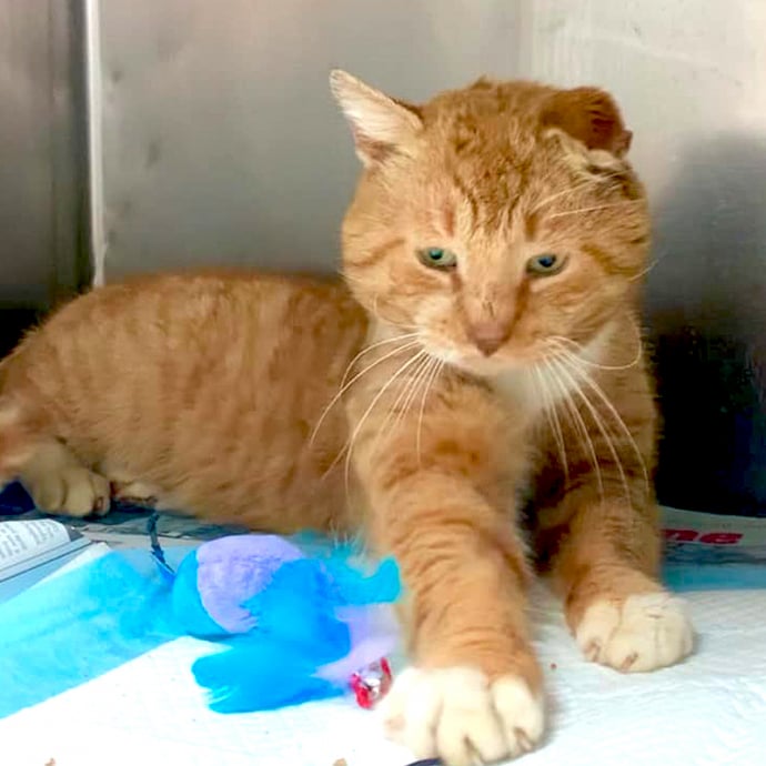 Un chat errant depuis des années, et avec une grave blessure au dos ...