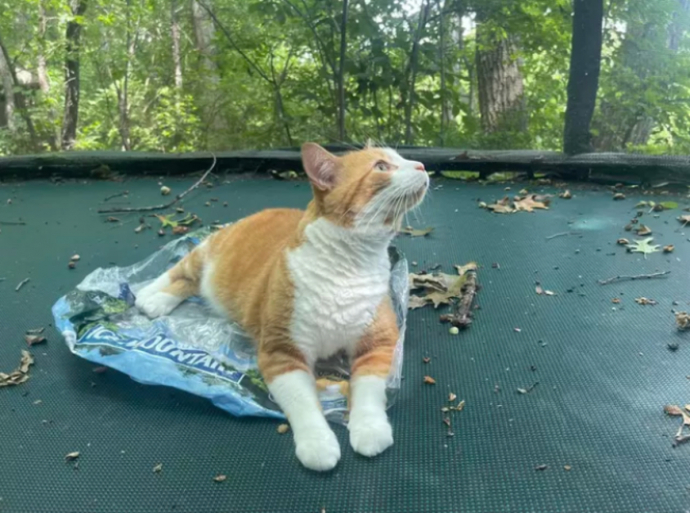 17 photos de chats roux qui n'ont rien à envier aux autres félins en ...