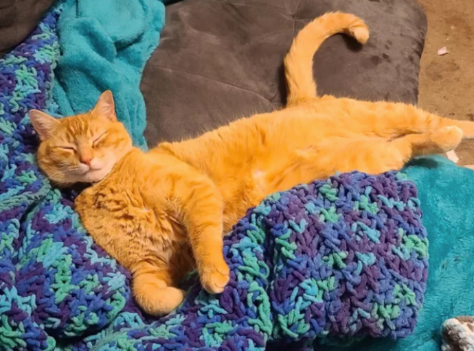 17 photos de chats roux qui n'ont rien à envier aux autres félins en ...