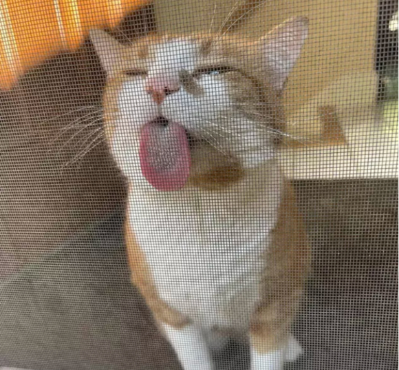 17 photos de chats roux qui n'ont rien à envier aux autres félins en ...