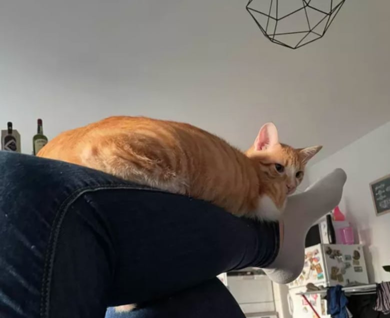17 photos de chats roux qui n'ont rien à envier aux autres félins en ...