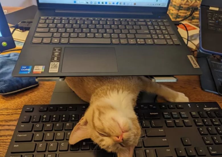 17 photos de chats roux qui n'ont rien à envier aux autres félins en ...