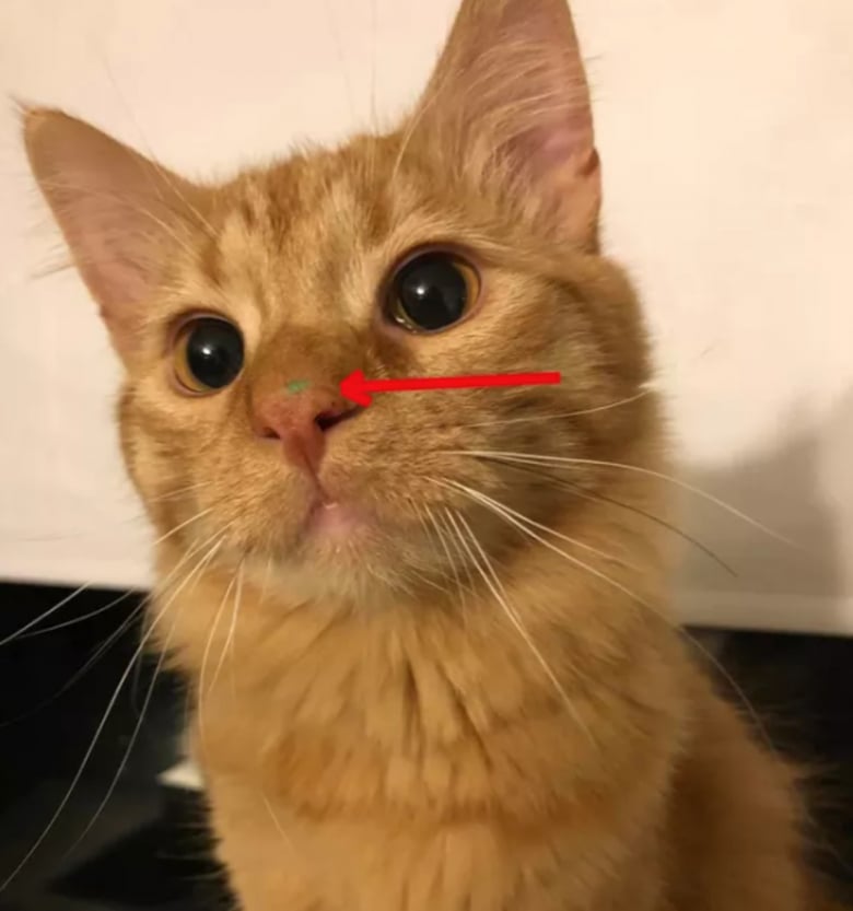 17 photos de chats roux qui n'ont rien à envier aux autres félins en ...