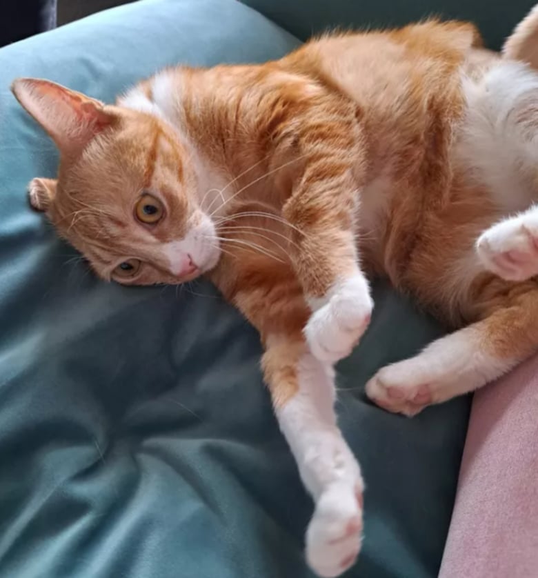 17 photos de chats roux qui n'ont rien à envier aux autres félins en ...