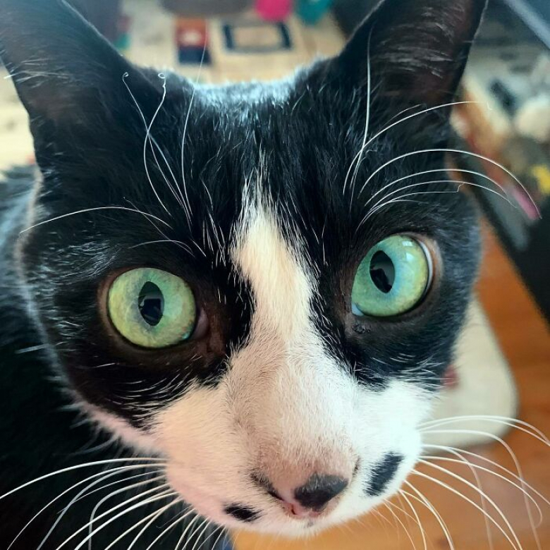 20 photos de chats aux motifs et couleurs de pelage exceptionnels