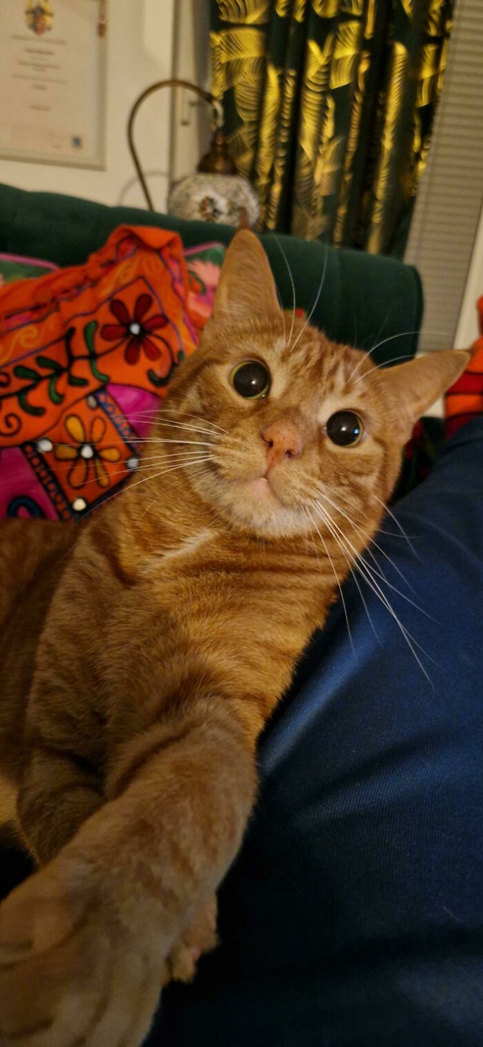 20 photos insolites de chats roux prouvant que ce sont vraiment des ...