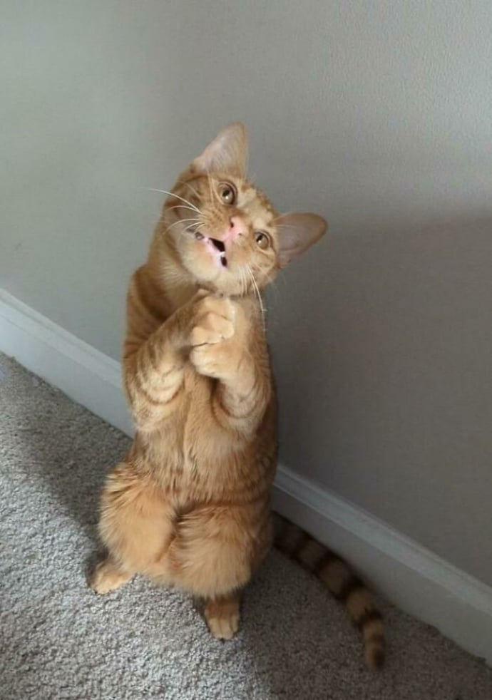 20 photos insolites de chats roux prouvant que ce sont vraiment des ...