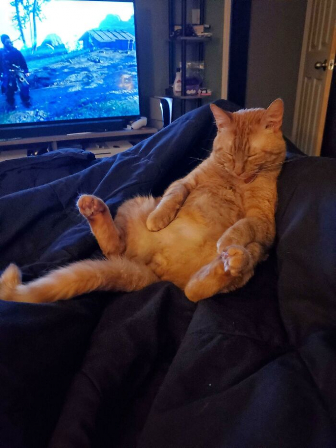 20 photos insolites de chats roux prouvant que ce sont vraiment des ...