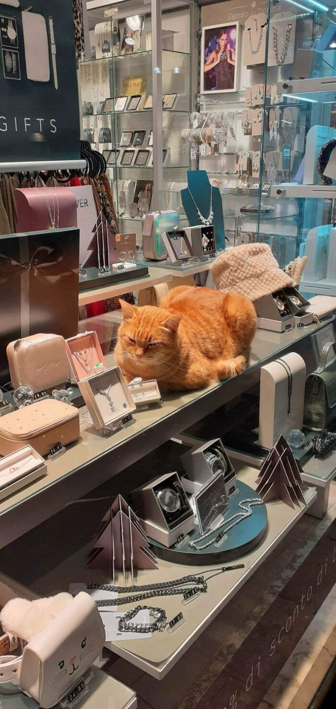 20 photos insolites de chats roux prouvant que ce sont vraiment des ...