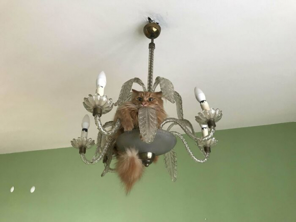 20 photos insolites de chats roux prouvant que ce sont vraiment des ...