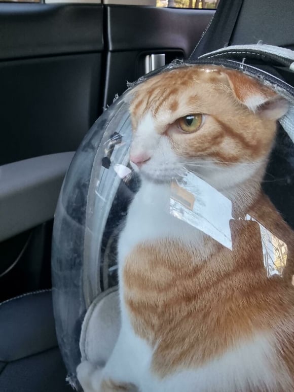 20 photos insolites de chats roux prouvant que ce sont vraiment des ...