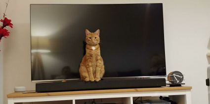 20 photos insolites de chats roux prouvant que ce sont vraiment des ...