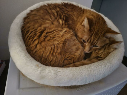 20 photos insolites de chats roux prouvant que ce sont vraiment des ...