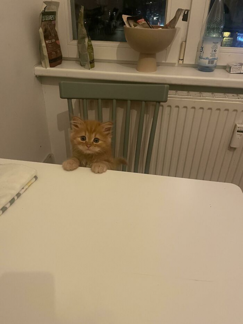 20 photos insolites de chats roux prouvant que ce sont vraiment des ...
