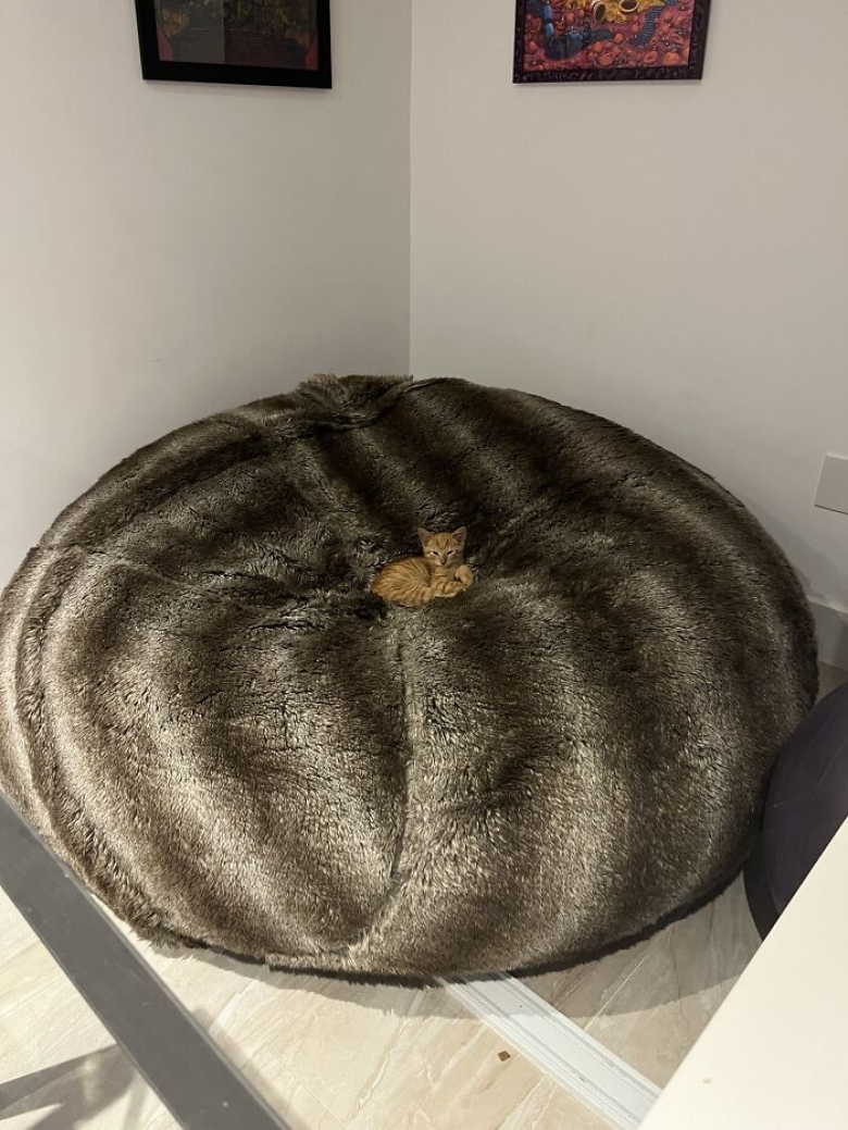 20 photos insolites de chats roux prouvant que ce sont vraiment des ...