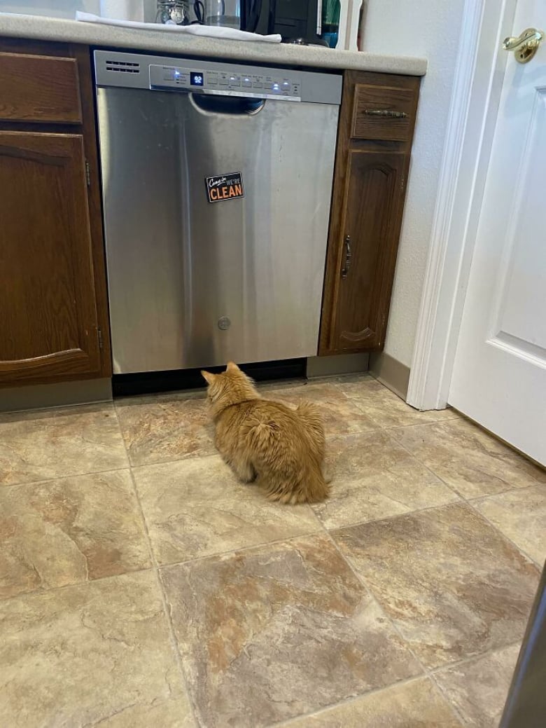 20 photos insolites de chats roux prouvant que ce sont vraiment des ...