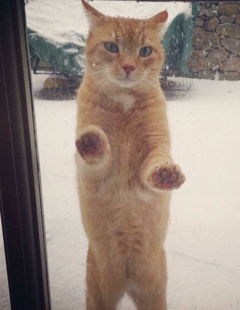 20 photos insolites de chats roux prouvant que ce sont vraiment des ...