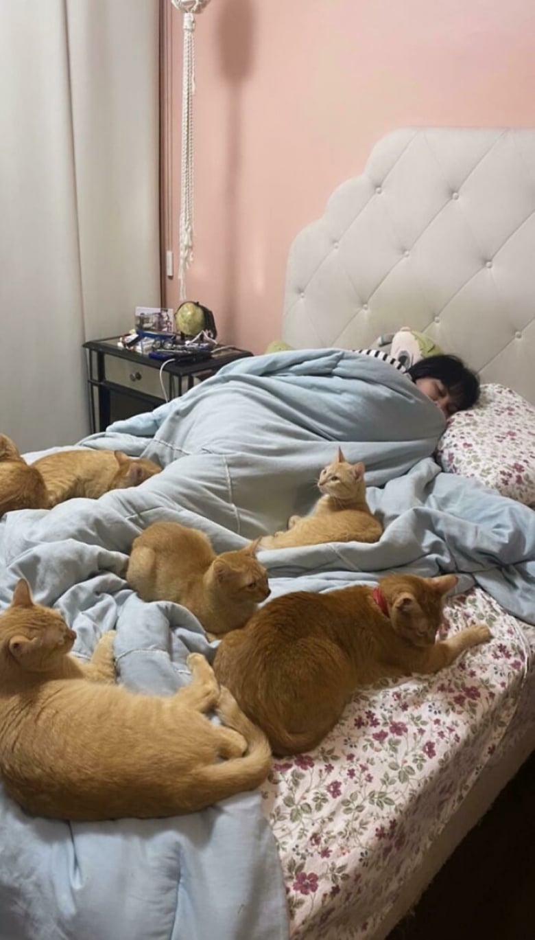 20 photos insolites de chats roux prouvant que ce sont vraiment des ...