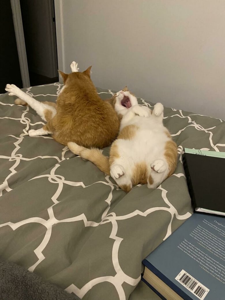 20 photos insolites de chats roux prouvant que ce sont vraiment des ...