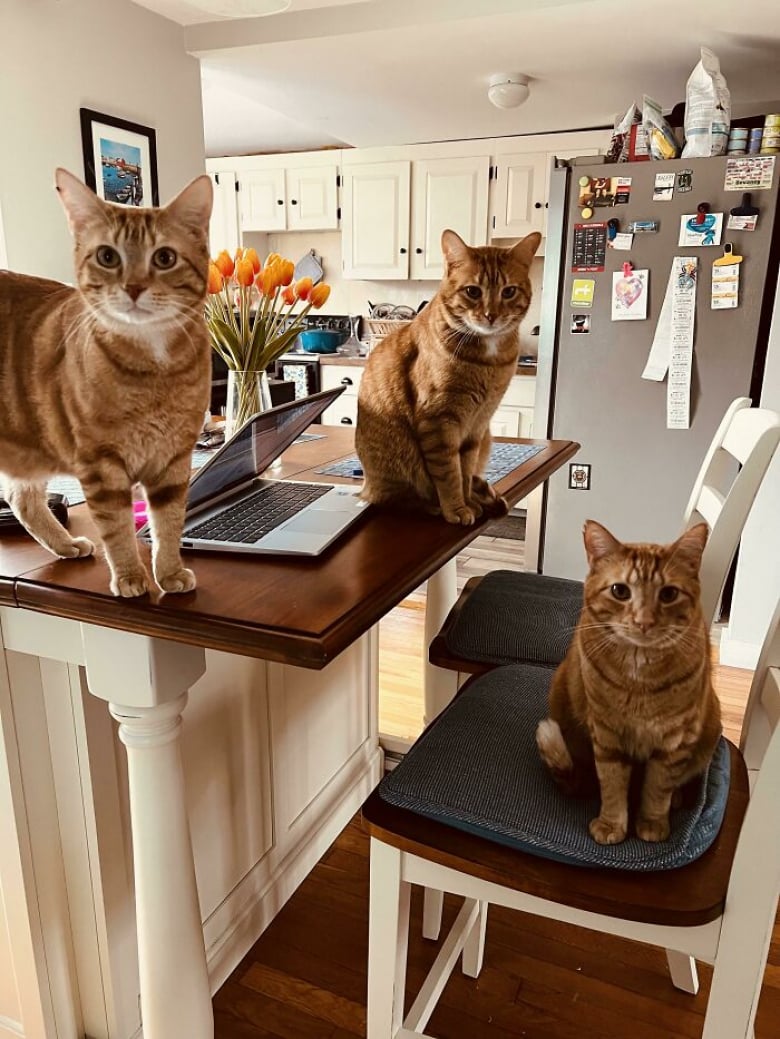 20 photos insolites de chats roux prouvant que ce sont vraiment des ...