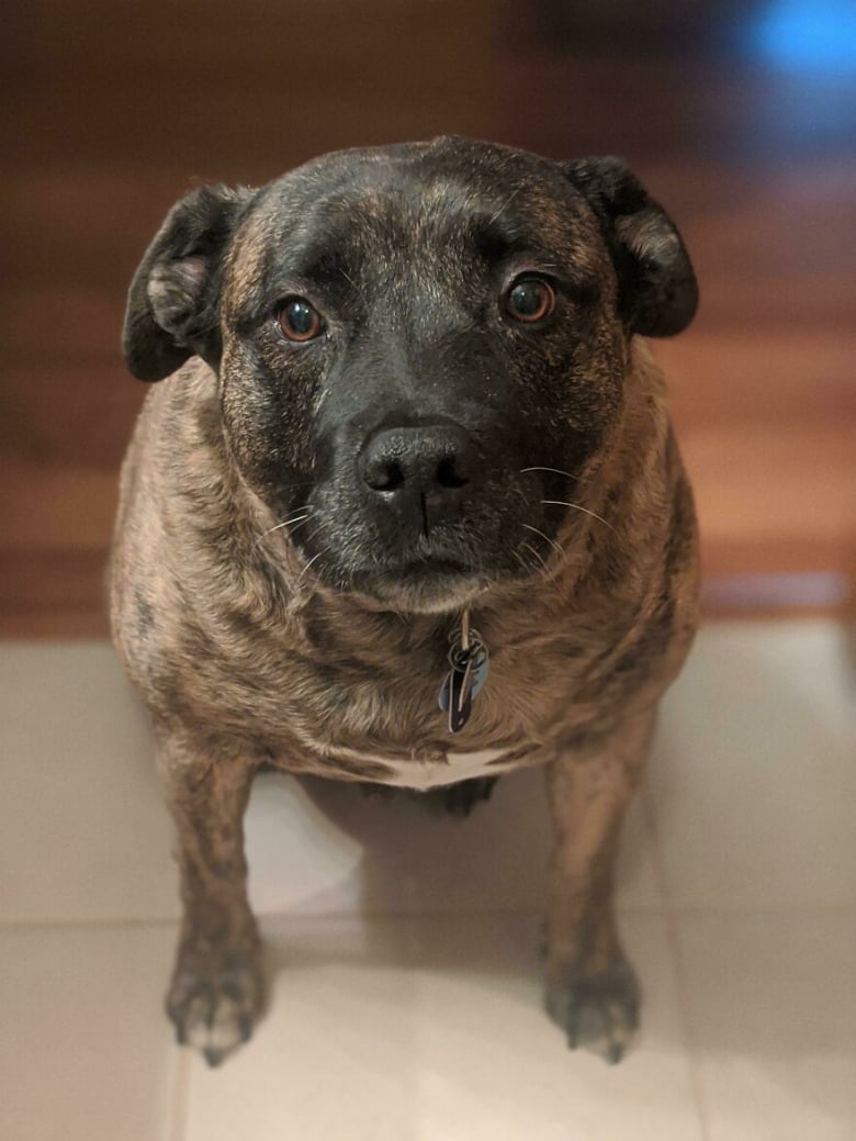 19 photos de chiens séniors partageant leur sagesse et leur joie de vivre