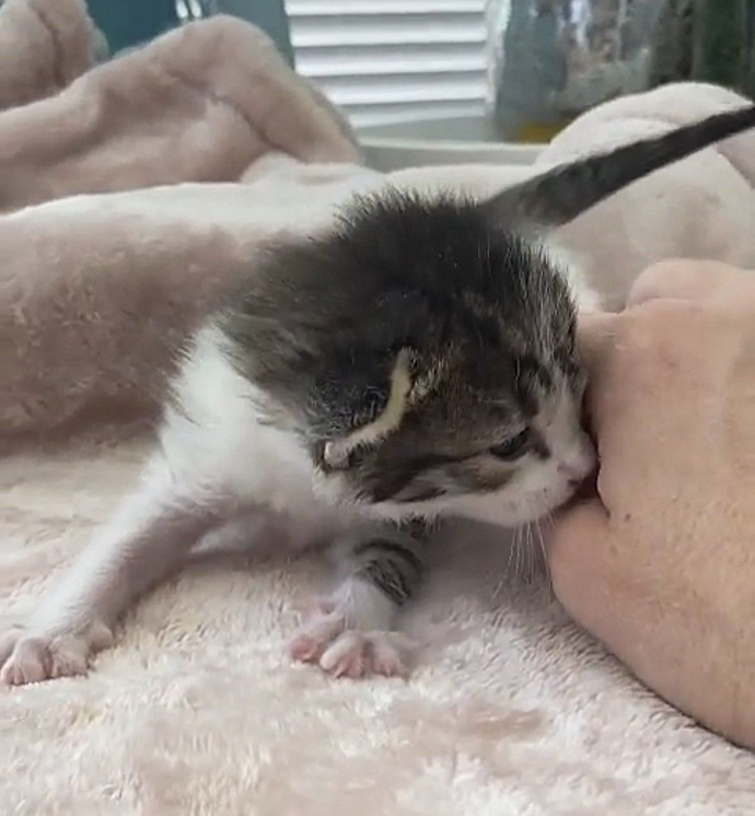 Un homme entend miauler dans un jardin et découvre un chaton plus petit ...