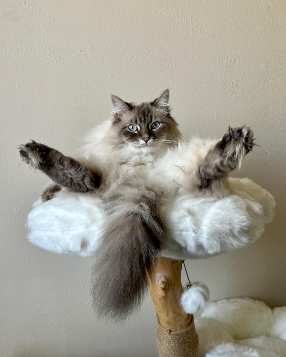 Ce chat Sibérien a une adorable technique pour tenter de convaincre une ...