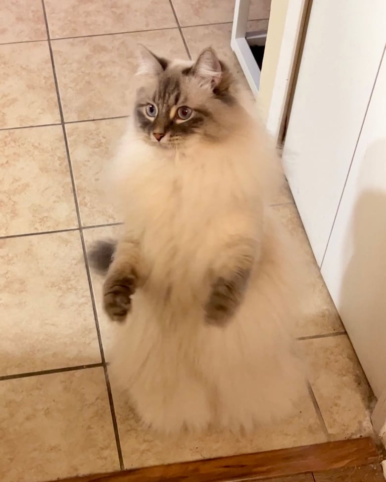 Ce chat Sibérien a une adorable technique pour tenter de convaincre une ...