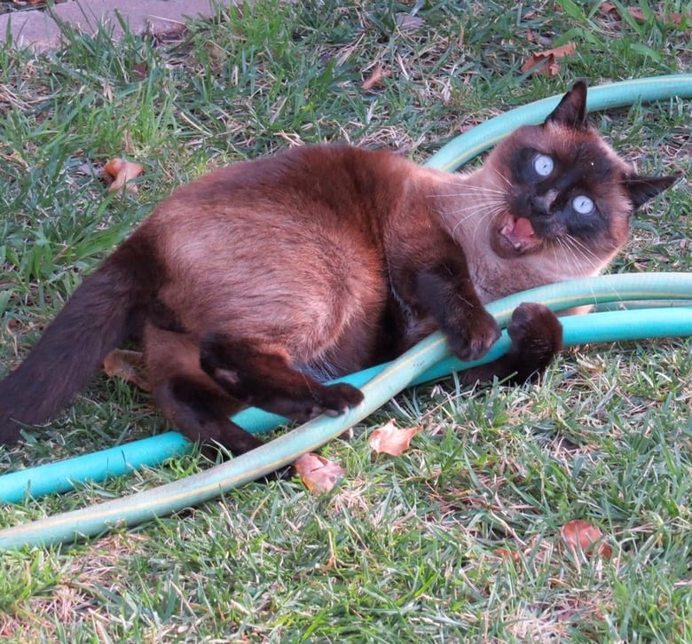 14 chats qui sont les plus heureux au jardin