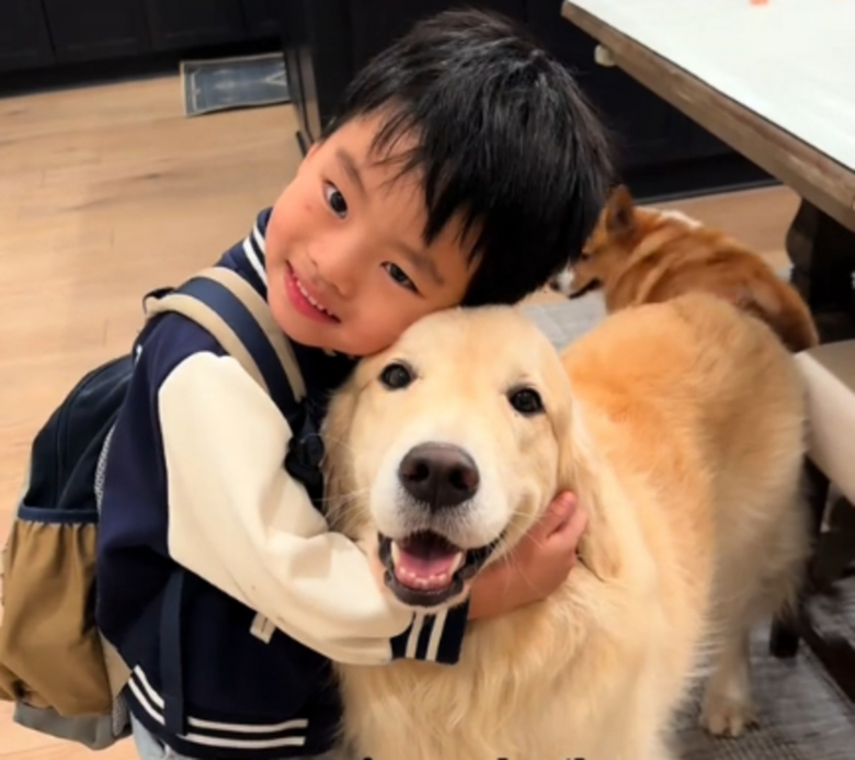 L'adorable rituel quotidien d'un Golden Retriever attendant le retour ...