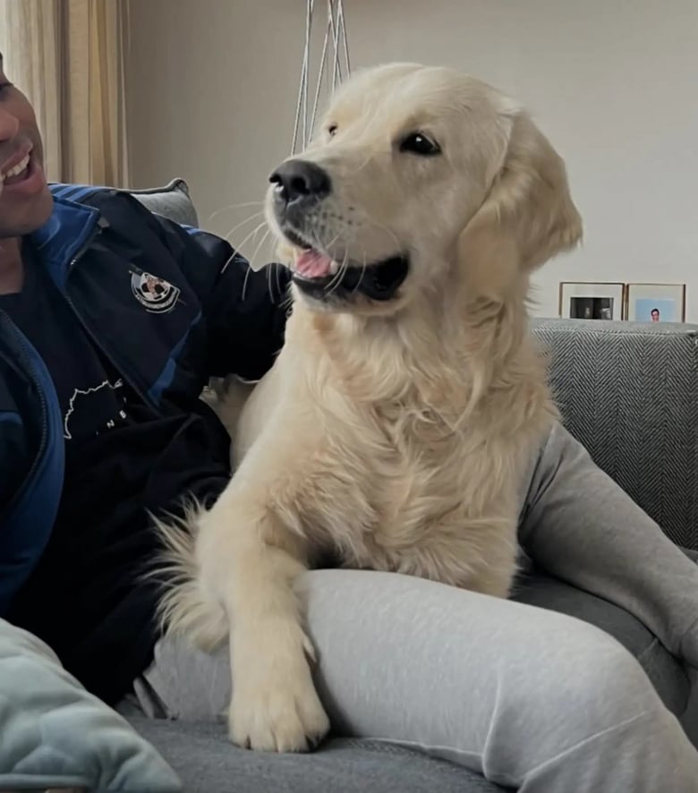 Un Golden Retriever fait tout une scène en comprenant que sa promenade ...