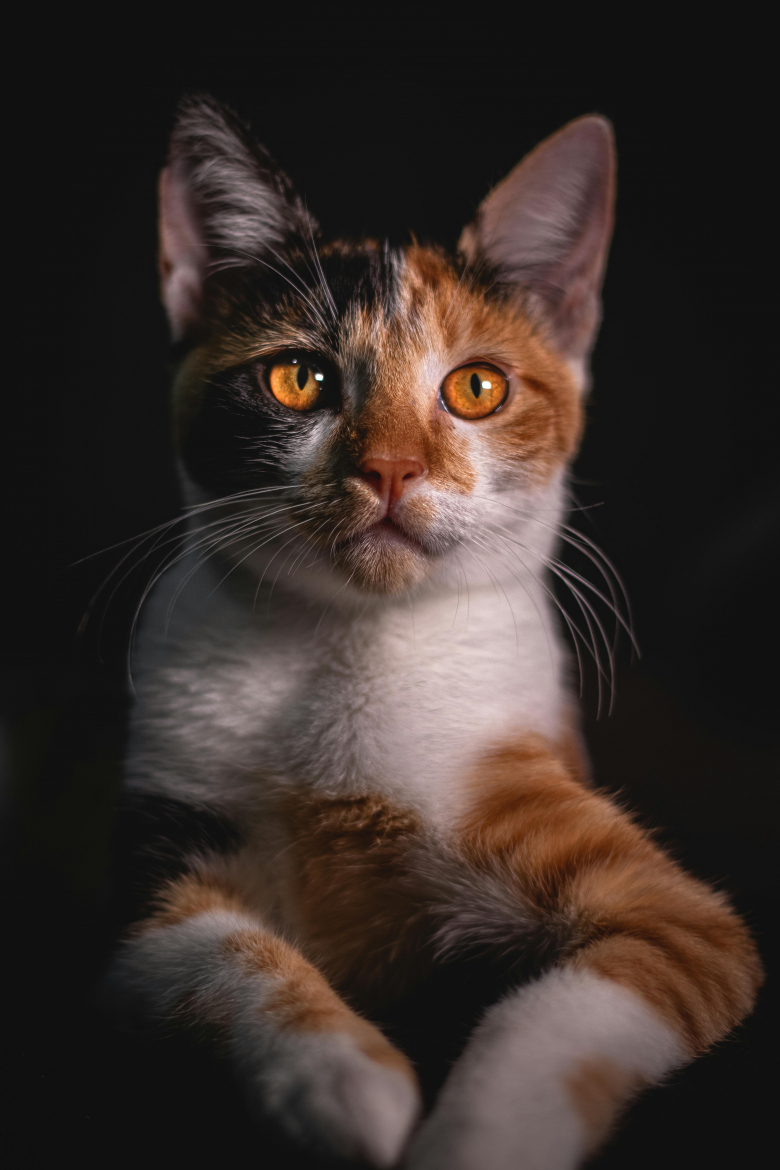 5 explications sur le langage corporel du chat