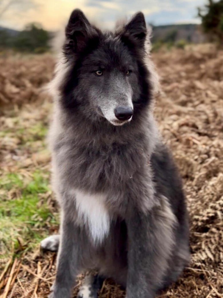 Ce chien-loup au rare pelage bleu impressionne par son apparence unique ...