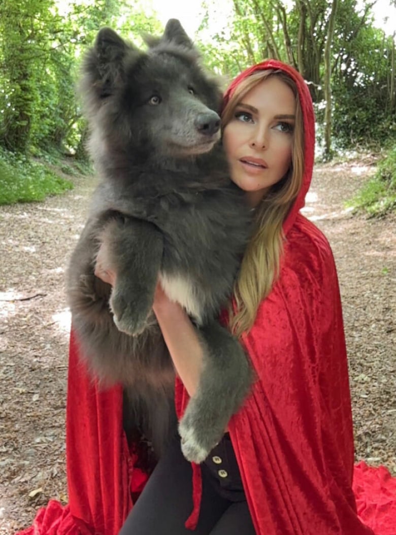 Ce chien-loup au rare pelage bleu impressionne par son apparence unique ...
