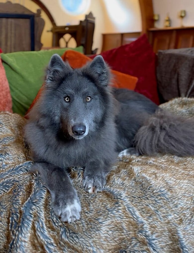 Ce chien-loup au rare pelage bleu impressionne par son apparence unique ...
