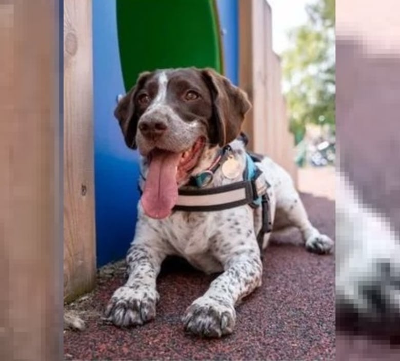 Un chien de thérapie aide un élève de maternelle atteint d'autisme à ...