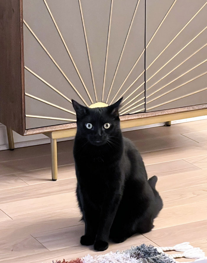 20 photos prouvant que les chats sont des créatures divines