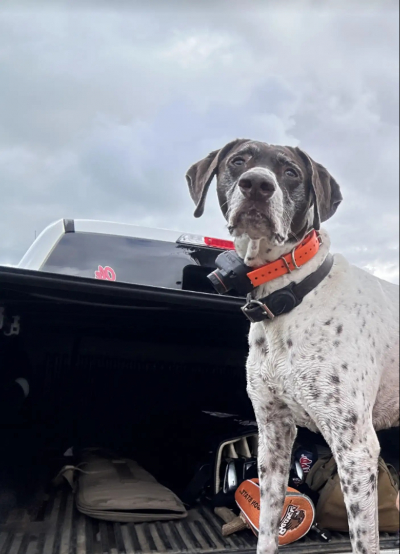 Recherchant désespérément sa chienne tombée dans un fleuve, il retrouve ...