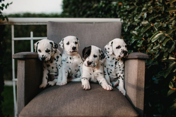 10 des meilleurs films avec des chiens à montrer à vos enfants
