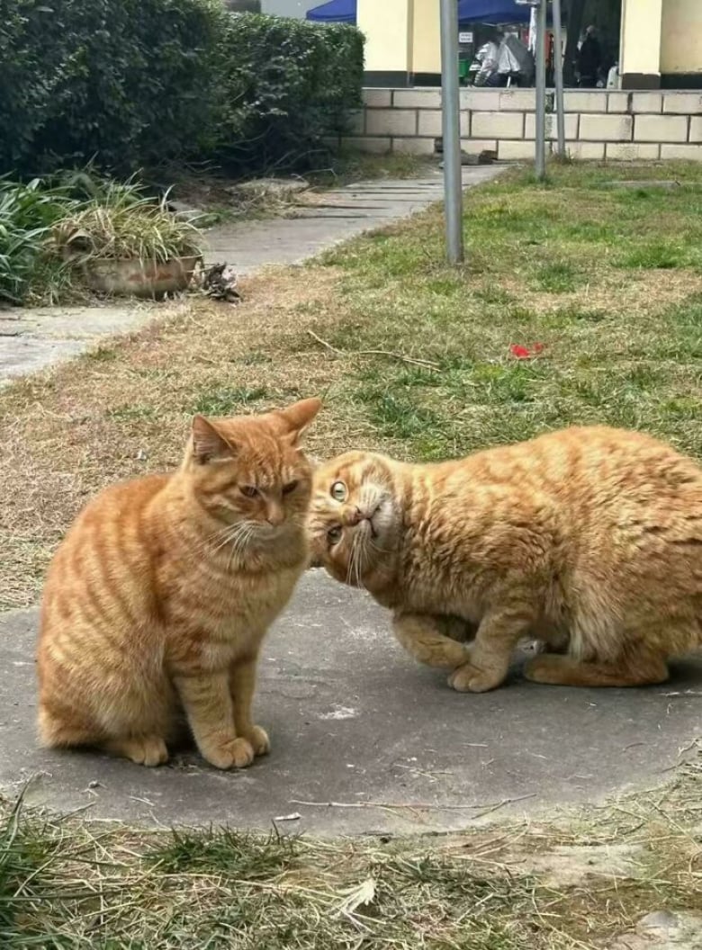20 photos drôles de chats qui ne trompent pas leur réputation