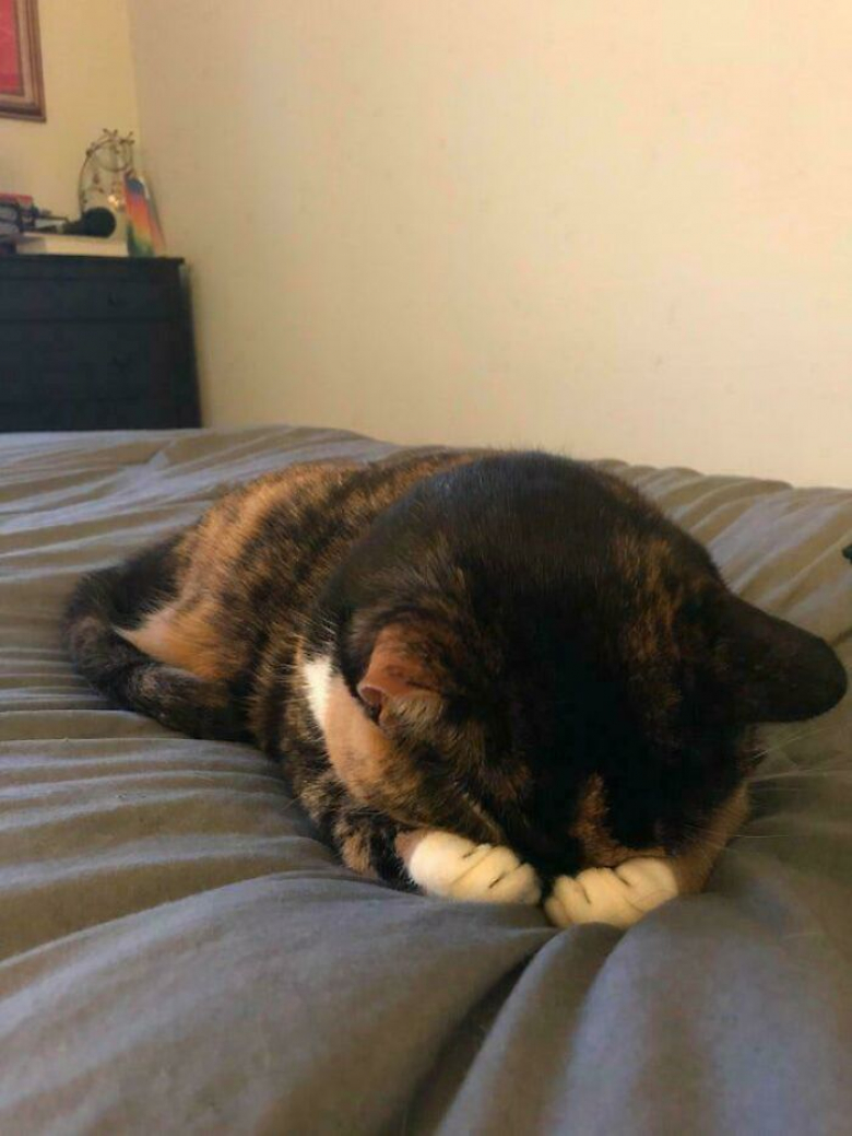 20 photos drôles de chats qui ne trompent pas leur réputation